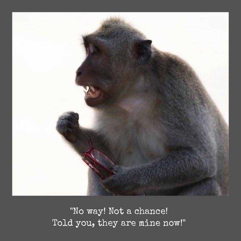 Monkey Thief Playing Harmonica in Uluwatu Temple