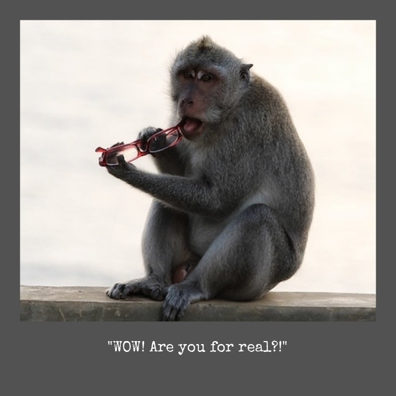 Monkey Thief Playing Harmonica in Uluwatu Temple
