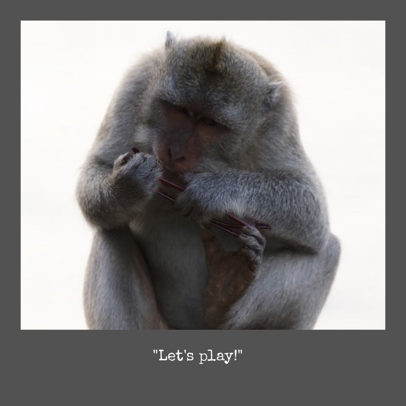 Monkey Thief Playing Harmonica in Uluwatu Temple