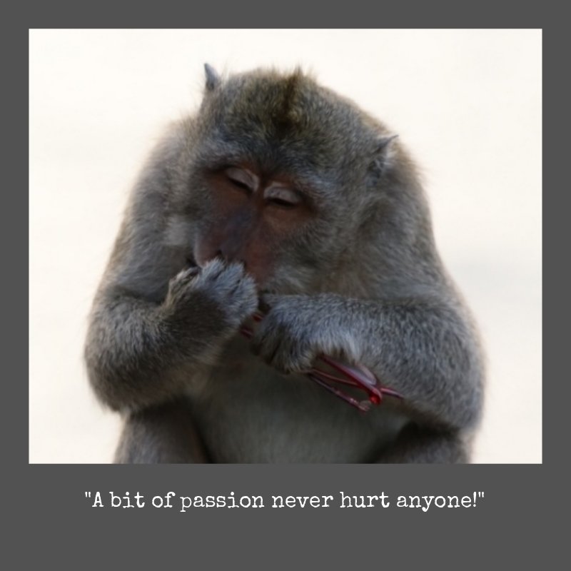 Monkey Thief Playing Harmonica in Uluwatu Temple