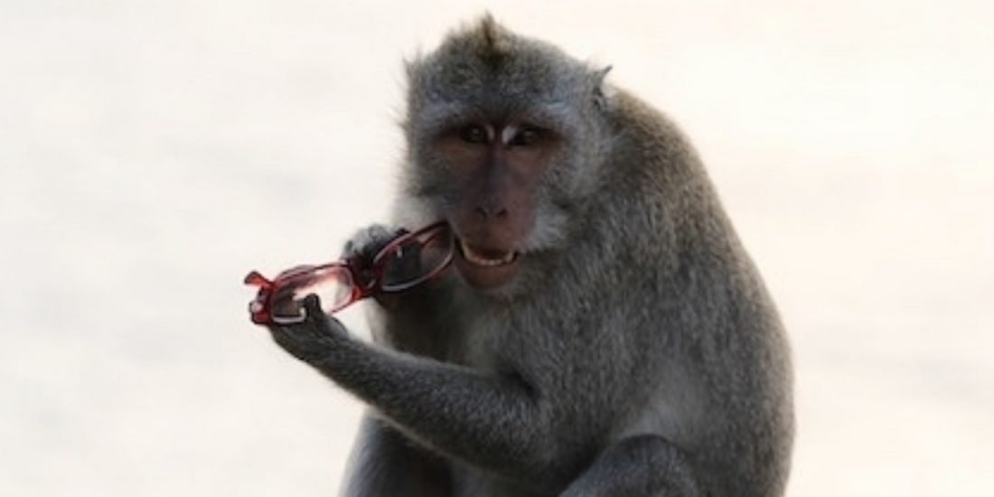 Monkey Thief Playing Harmonica in Uluwatu Temple