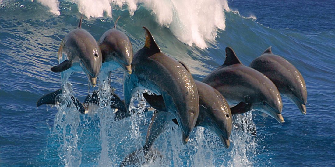 Dolphins - Top 10 Most Fascinating Facts About These Amazing Creatures