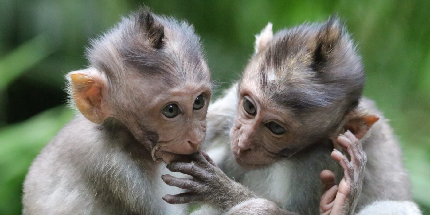 The Macaques of the Sacred Monkey Forest Sanctuary in Ubud