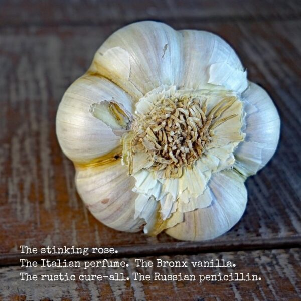 Garlic protection - for women, children, soul and much more